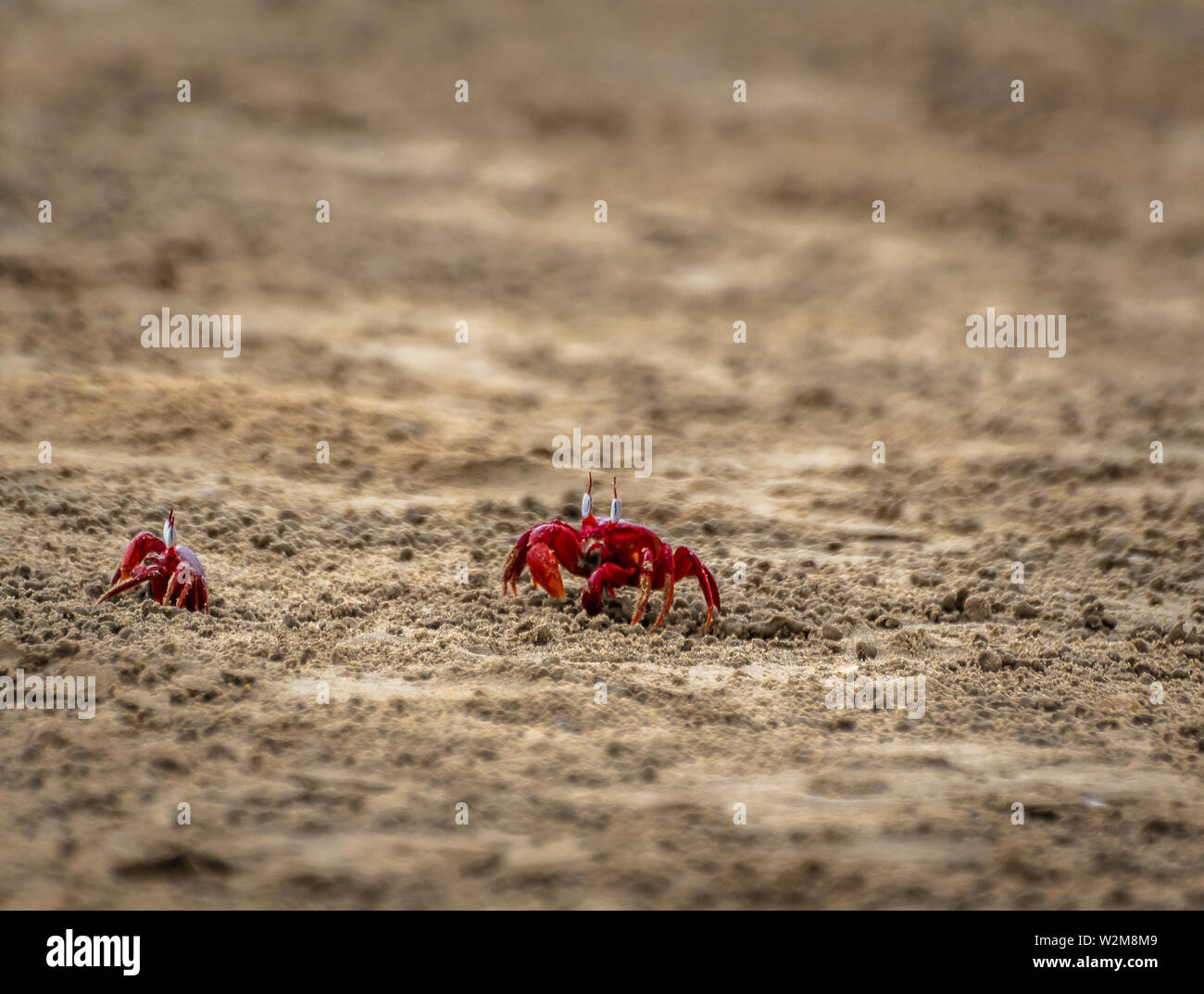 India water crabs hi-res stock photography and images - Alamy