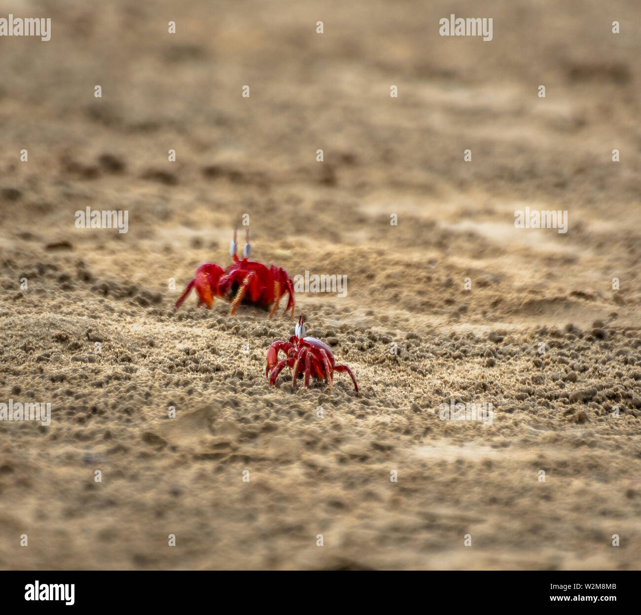 Red Crabs covered with sand at Mandarmani Beach. Selective Focus is ...