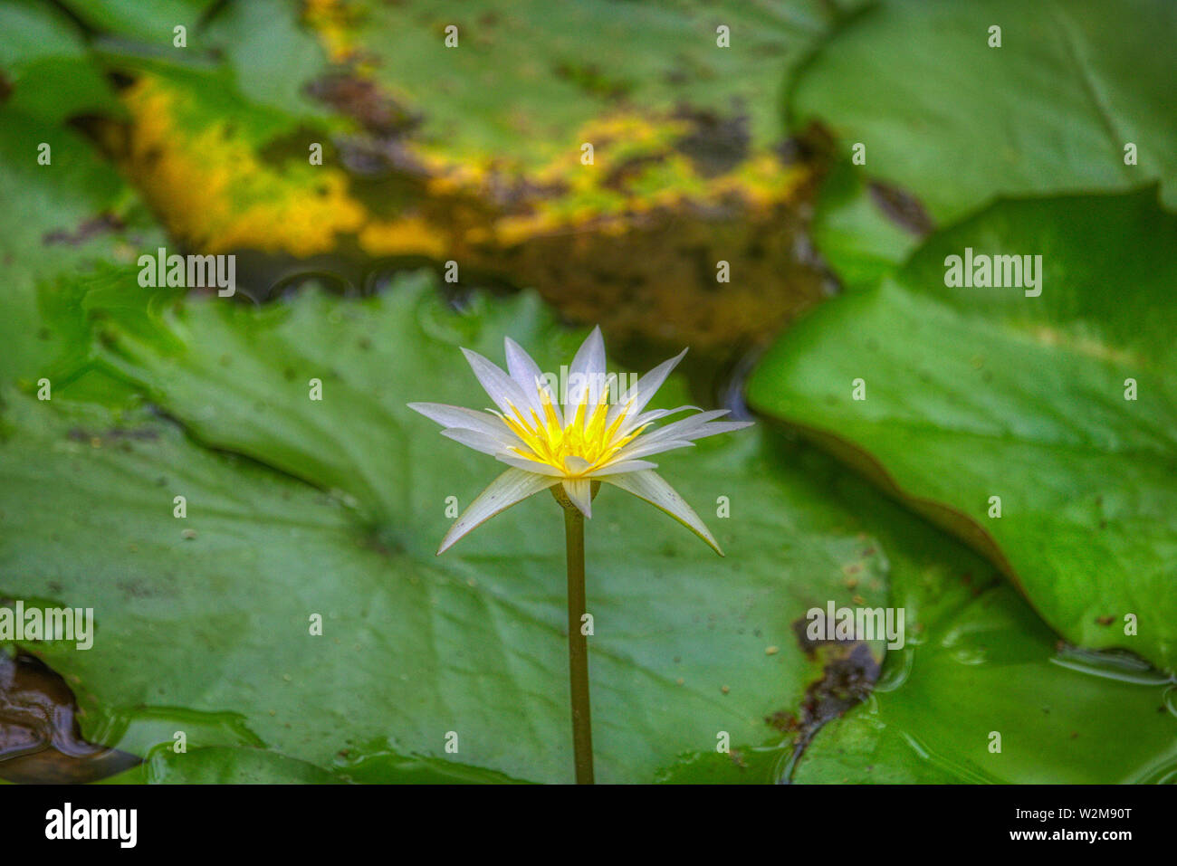 This unique picture shows a large purple flowering water lily. This ...