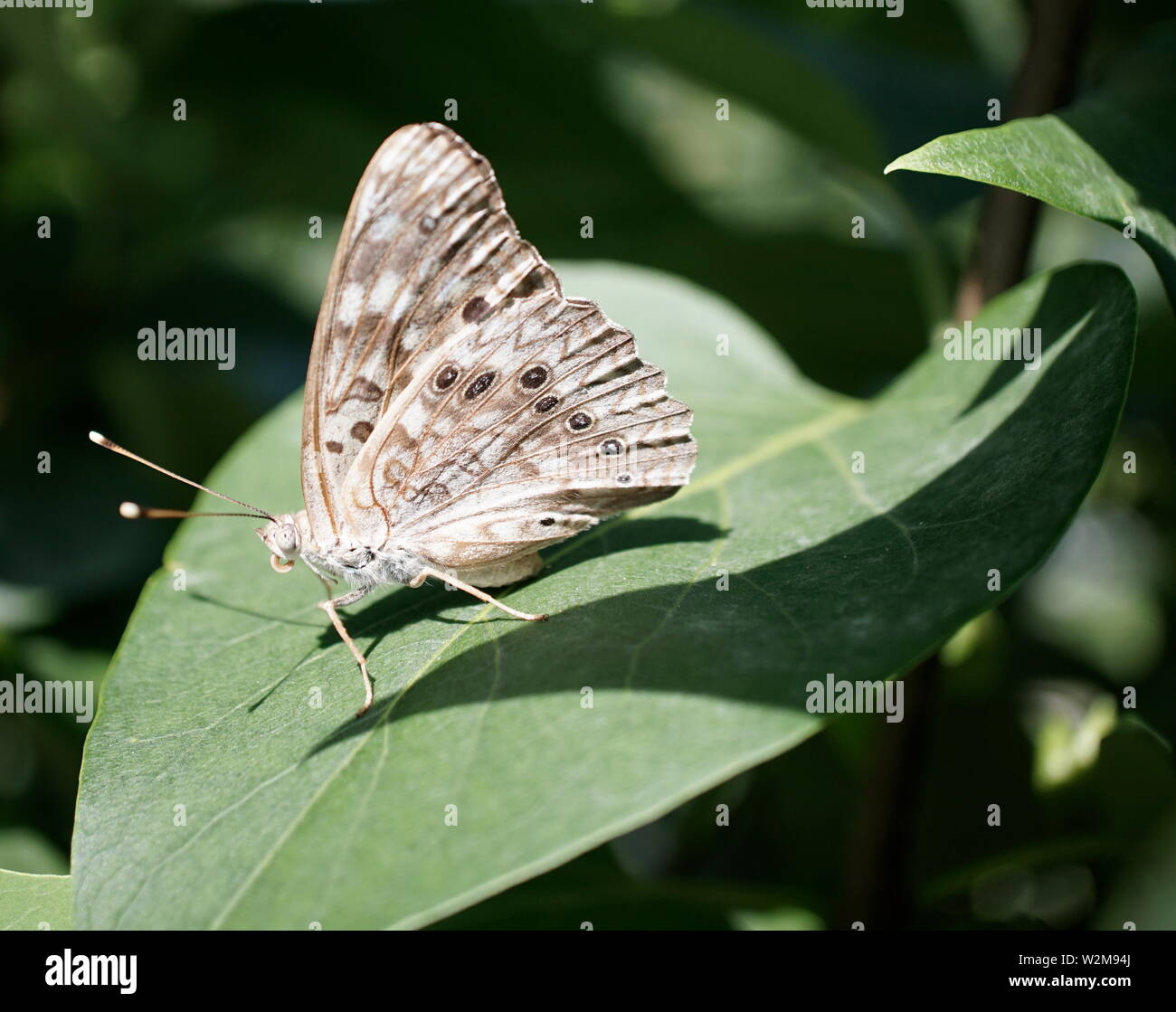 Pearly wood nymph butterfly on a leaf Stock Photo - Alamy