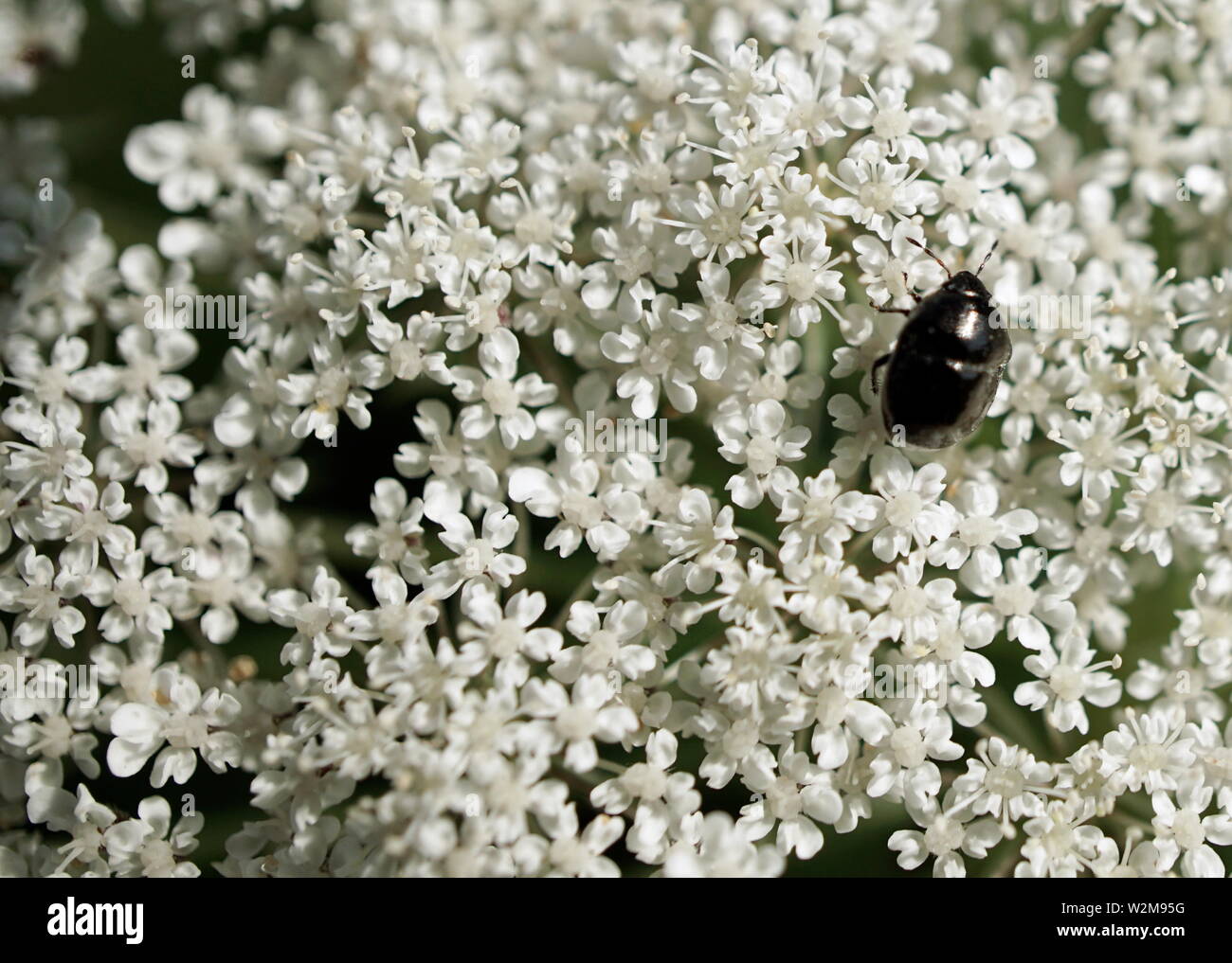 Clover Leaf Beetle on queen anne’s lace flower Stock Photo - Alamy