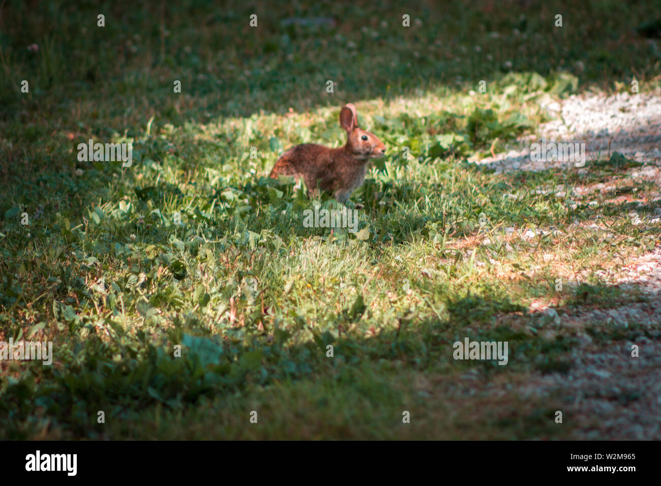 Rabbit grazing on grass in Fort Wayne Indiana Stock Photo - Alamy
