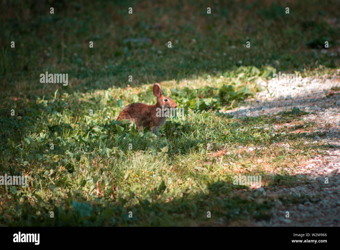 Exploration rabbit hi-res stock photography and images - Alamy