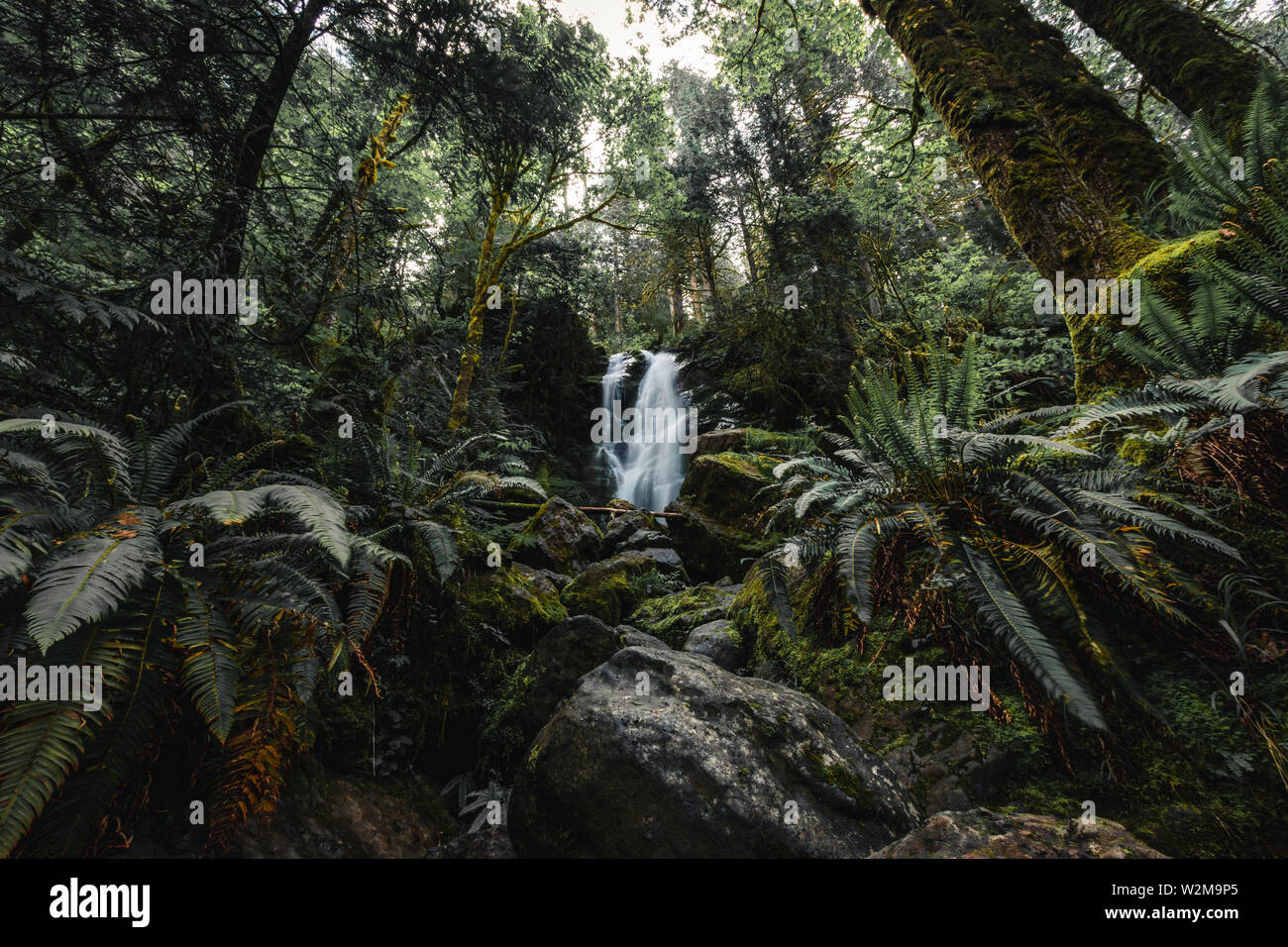 Merriman falls are situated at the Lake Quinault in Olympic National ...