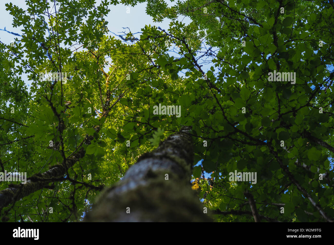 Forestbackground hi-res stock photography and images - Alamy