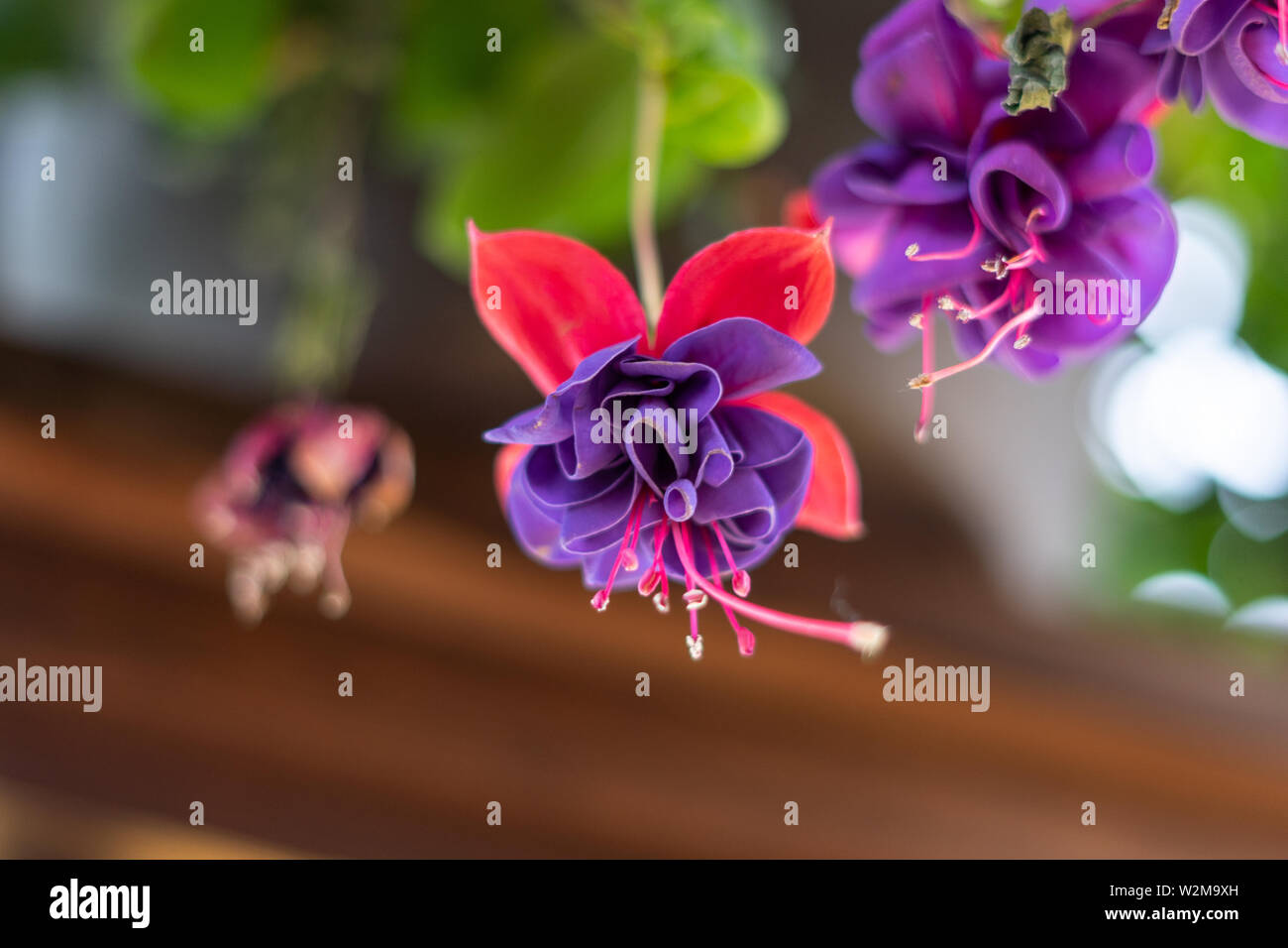 Shallow depth of field flower hi-res stock photography and images - Alamy