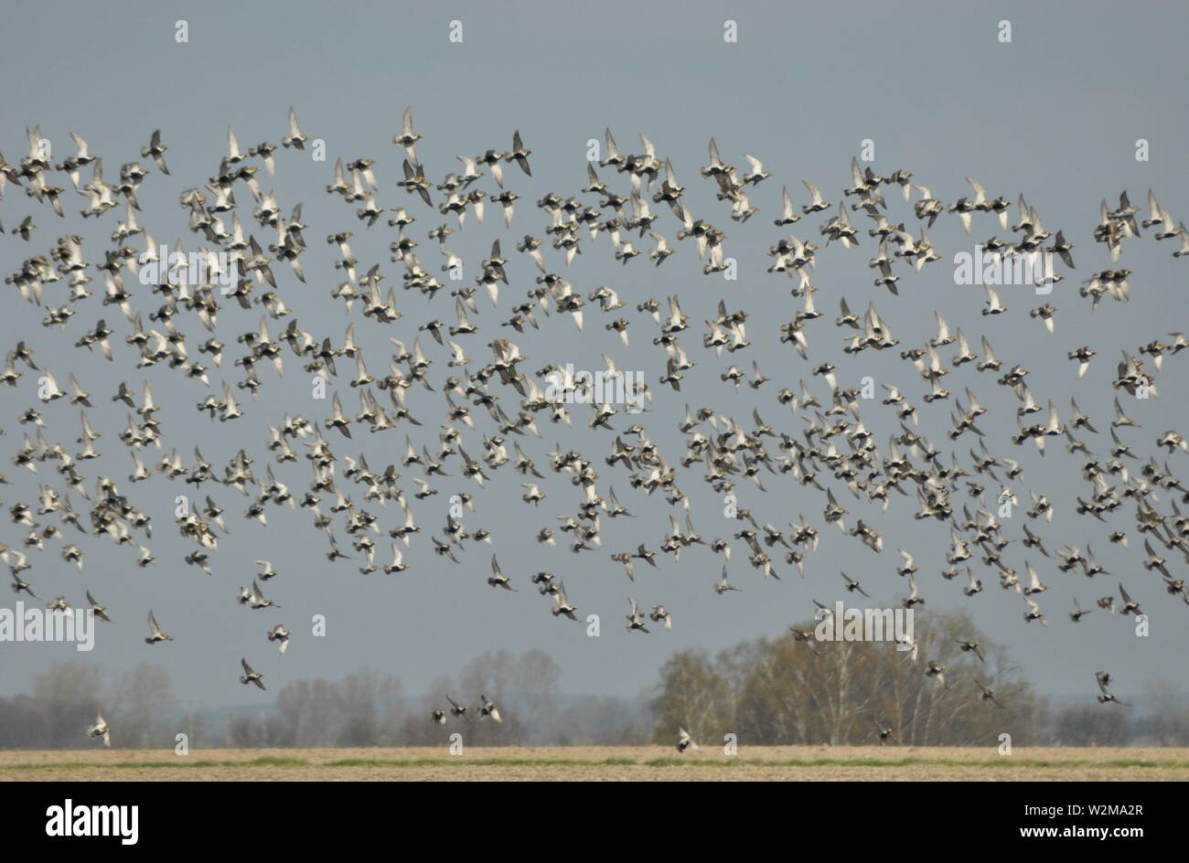 Flying flock of birds, spring migration, golden plover Stock Photo - Alamy