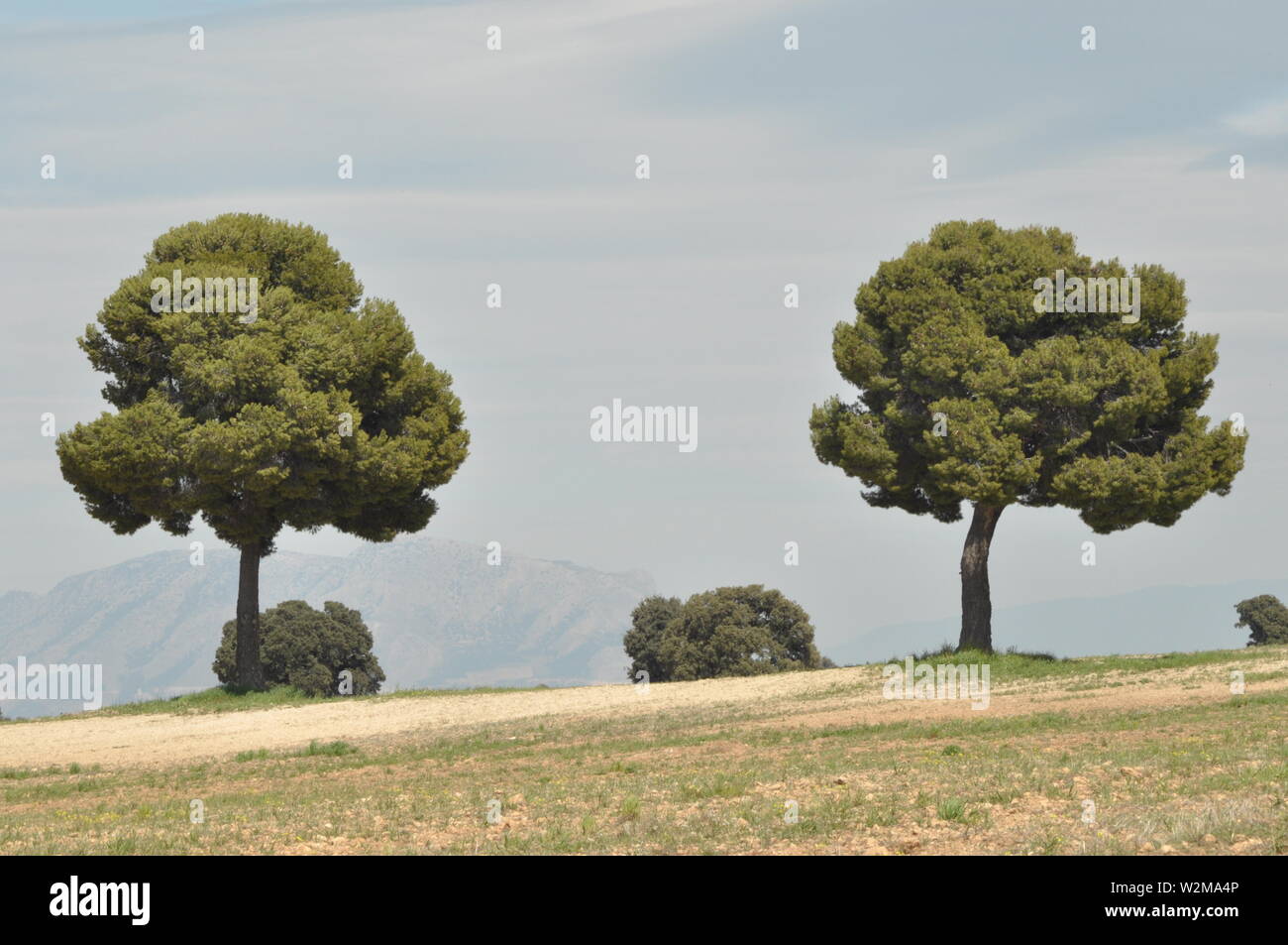 Pine trees growing in Spain in the open. Field crops Stock Photo - Alamy