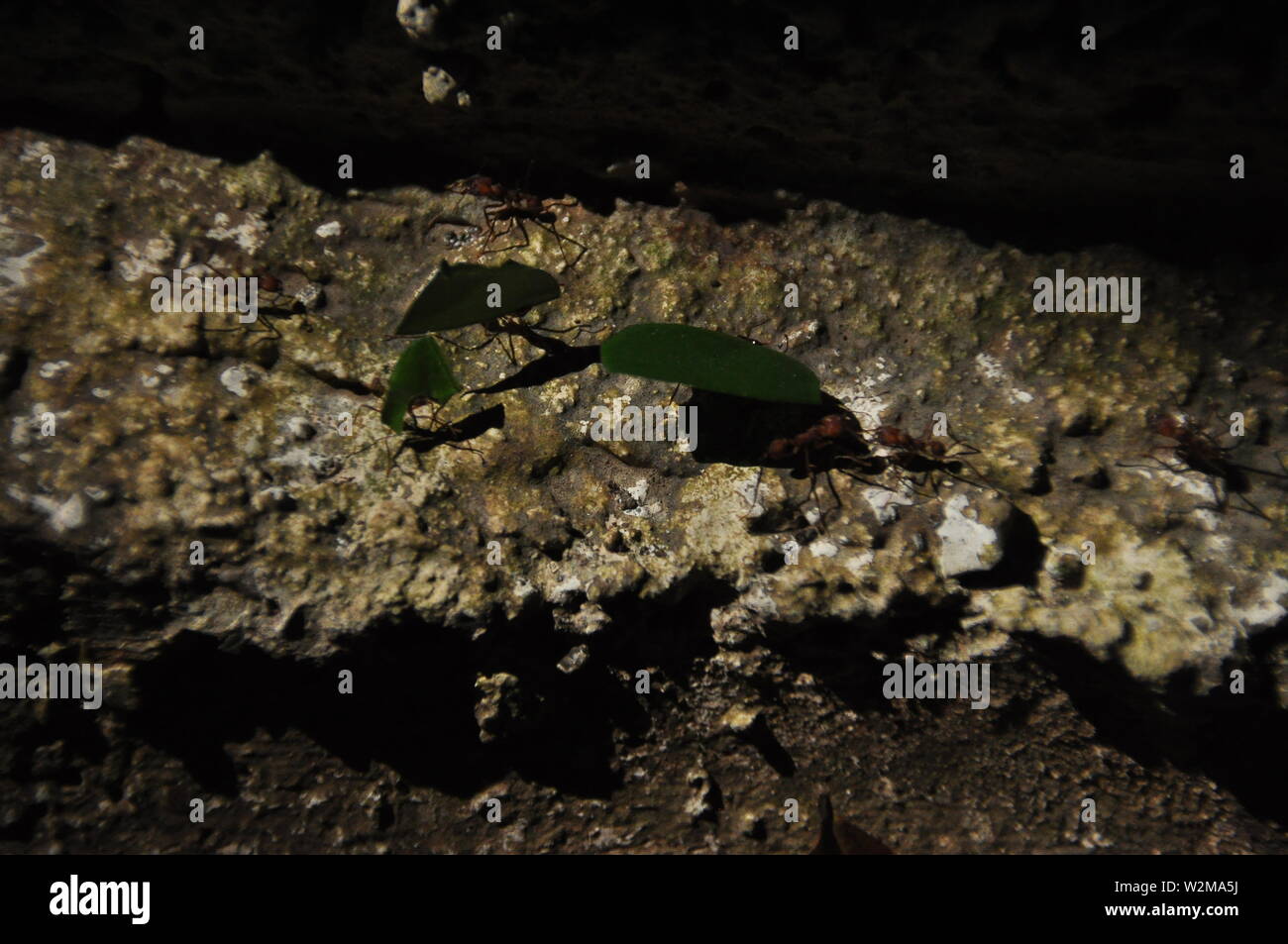 Leafcutting ant hi-res stock photography and images - Alamy