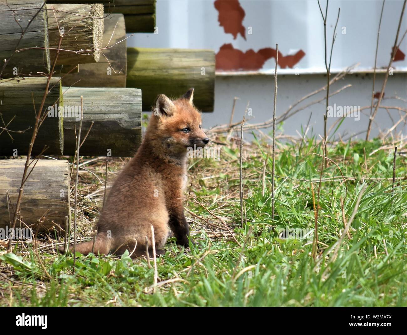 A Fox kit sitting near it's den takes in the view from it's new world ...