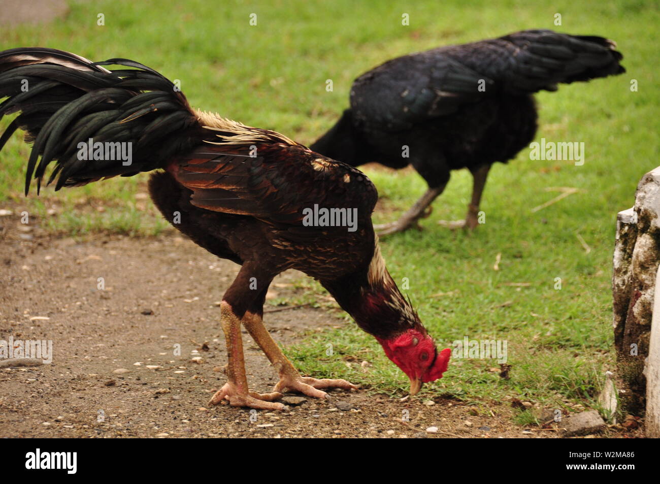 Rooster with a red comb. Poultry. Wild chicken from Indonesia Stock ...