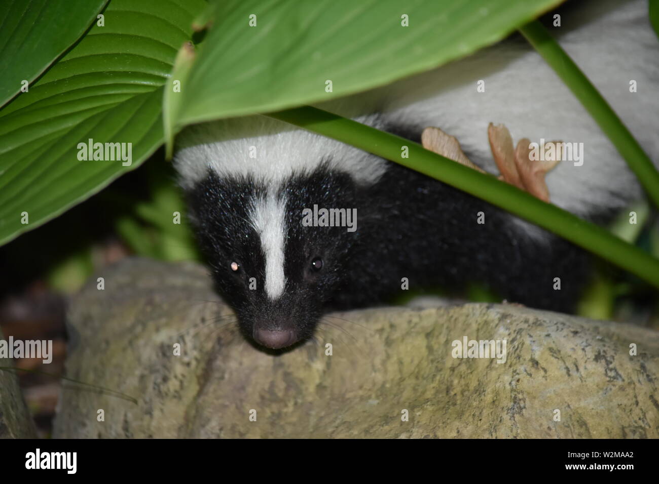 Skunk leaf hi-res stock photography and images - Alamy