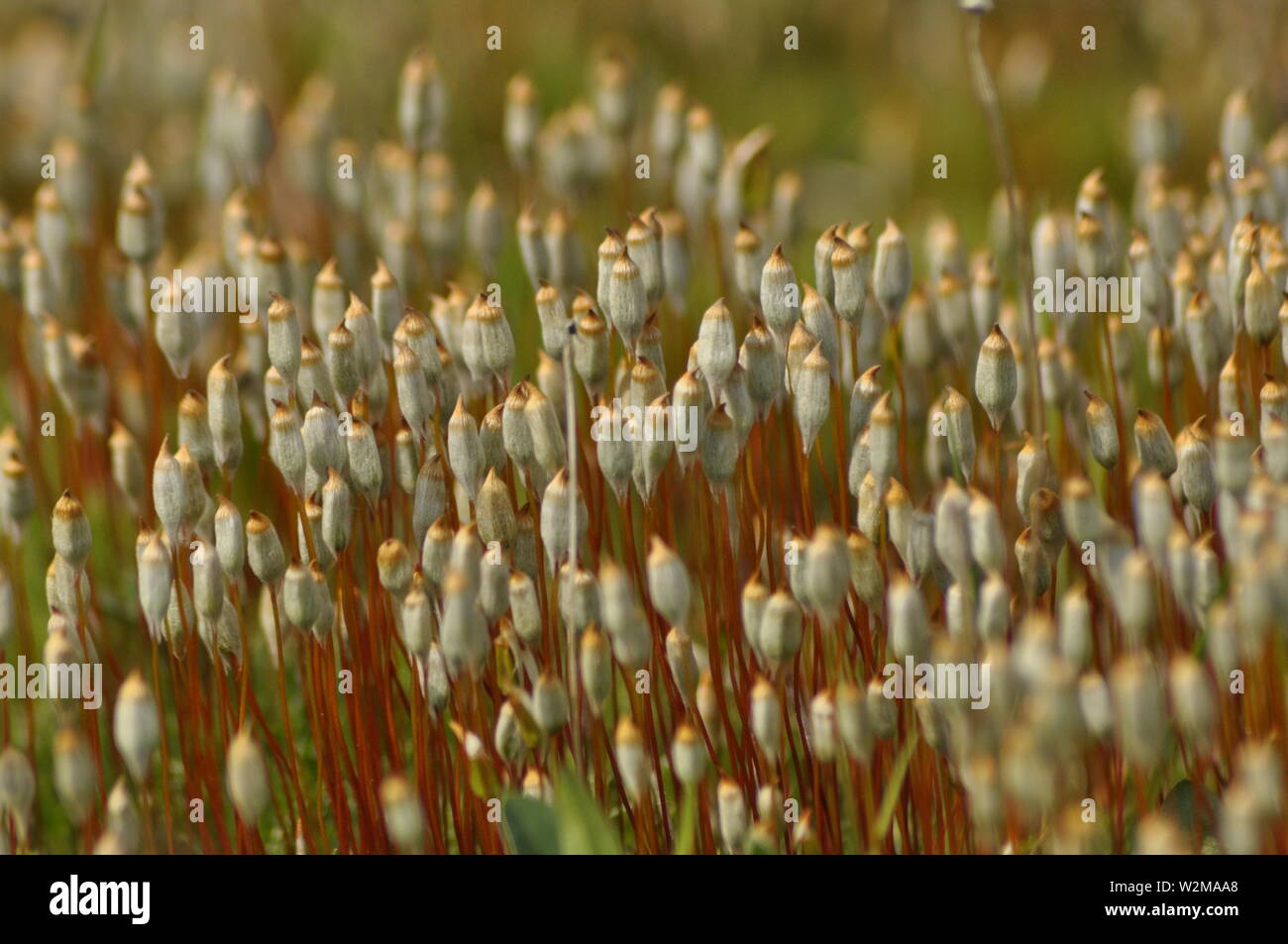 Fruiting moss. Closeup of a single structural elements moss. Macro ...