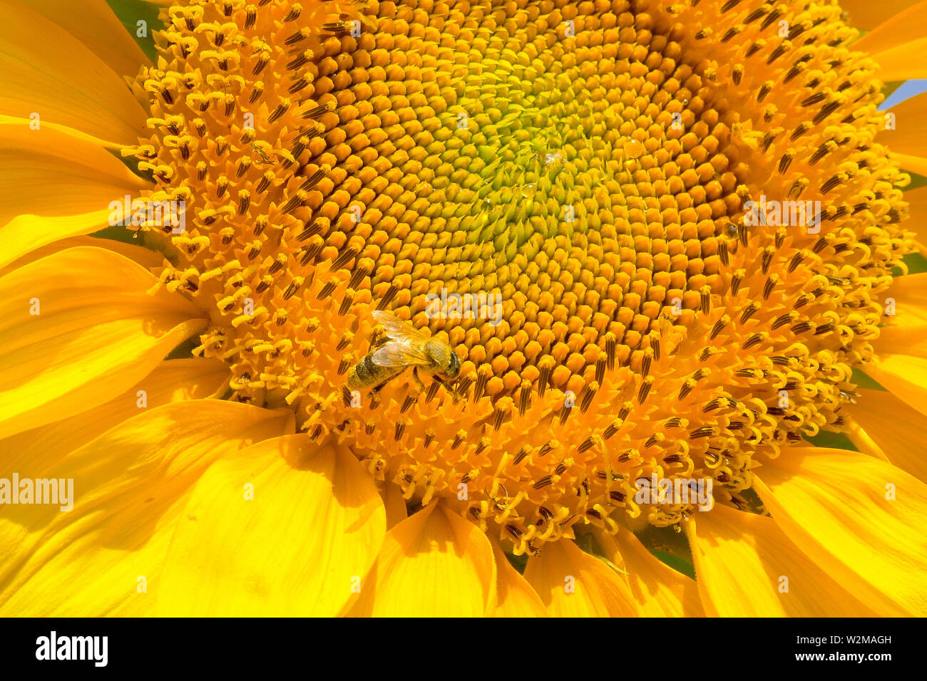 Large sunflower hi-res stock photography and images - Alamy