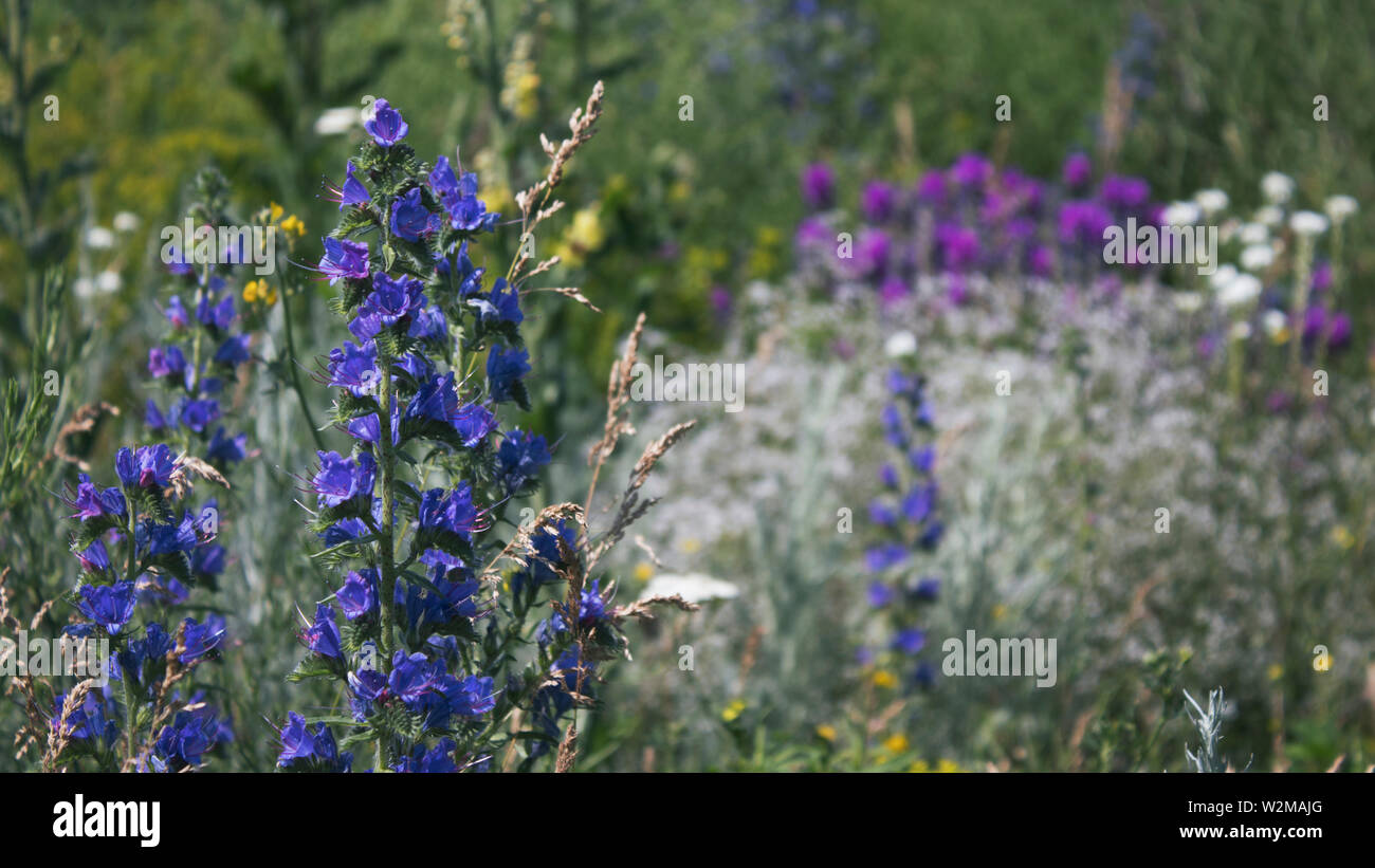 Purple vipers bugloss purple vipers bugloss hi-res stock photography ...