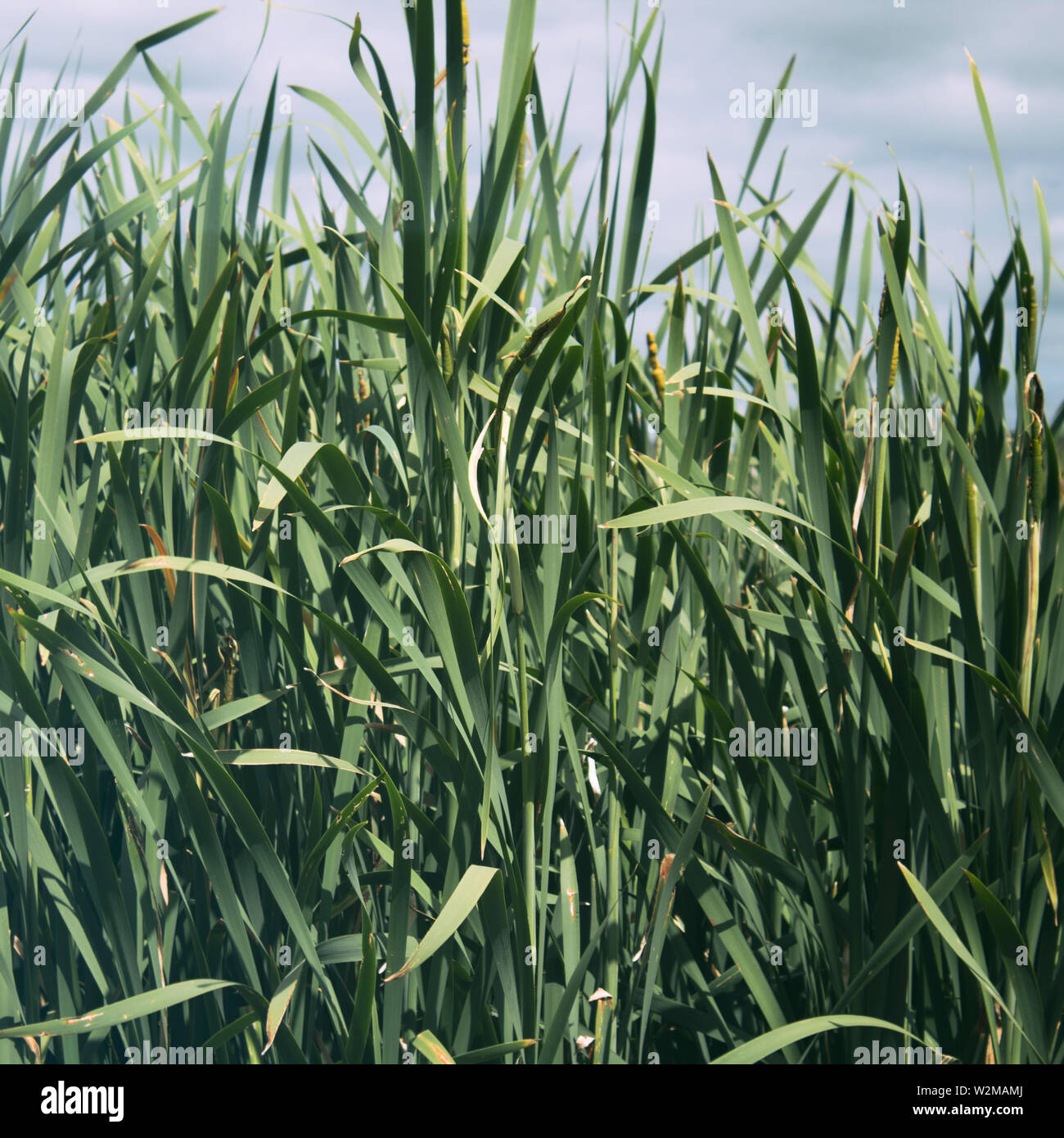 Bulrush rush rushes hi-res stock photography and images - Alamy