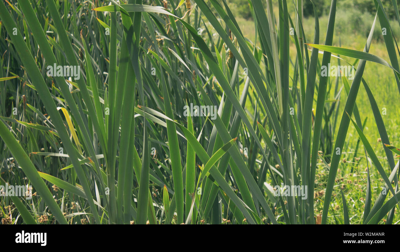 Bulrush rush rushes hi-res stock photography and images - Alamy