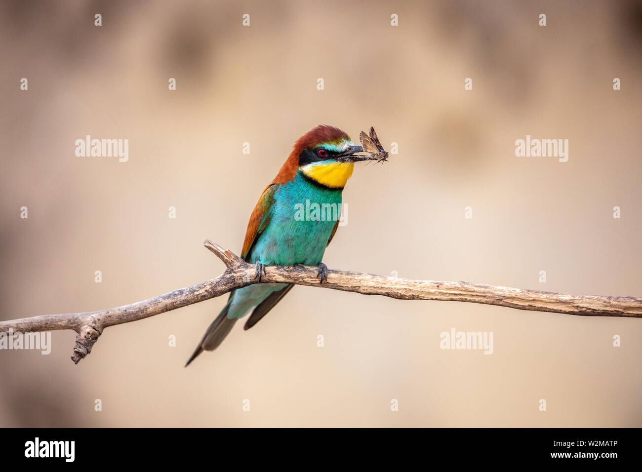 Bee-eater (Merops apiaster), with insect as prey, Pusztaszer, Hungary ...