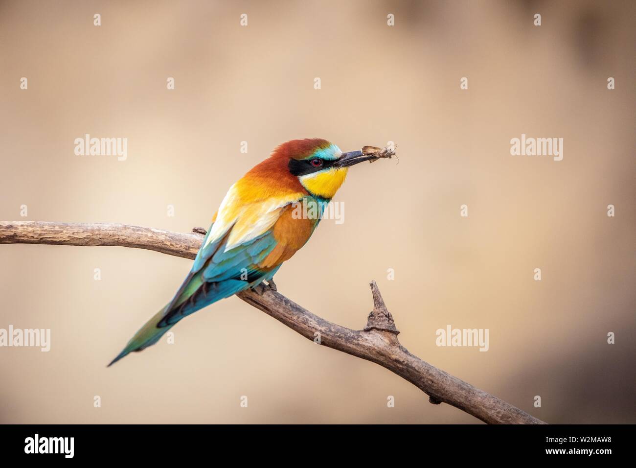 Bee-eater (Merops apiaster), with insect as prey, Pusztaszer, Hungary ...
