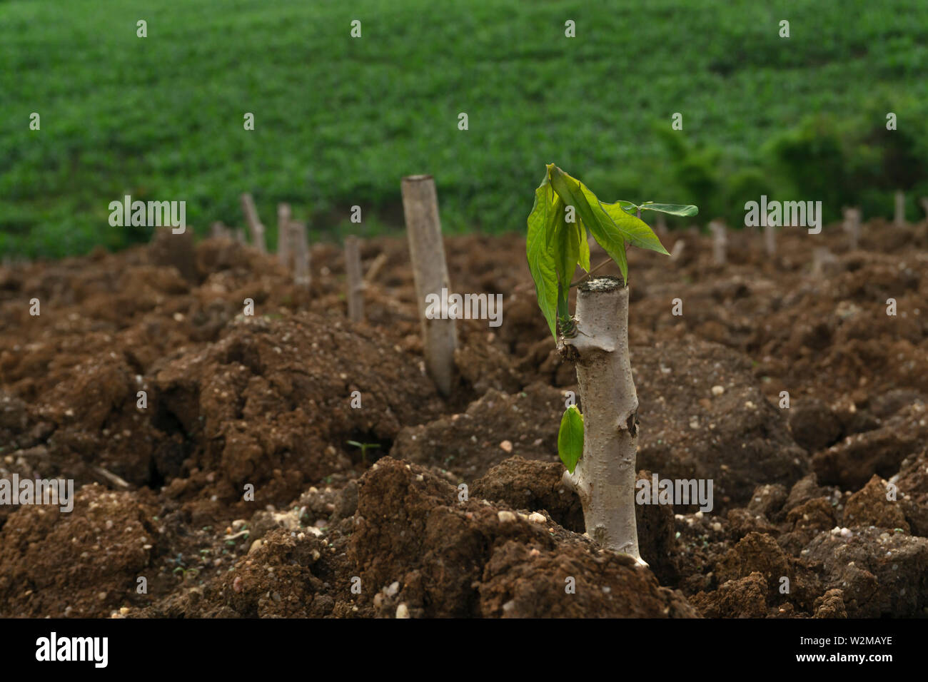 Cassava stem cuttings, seedlings of cassava are grown after planting ...