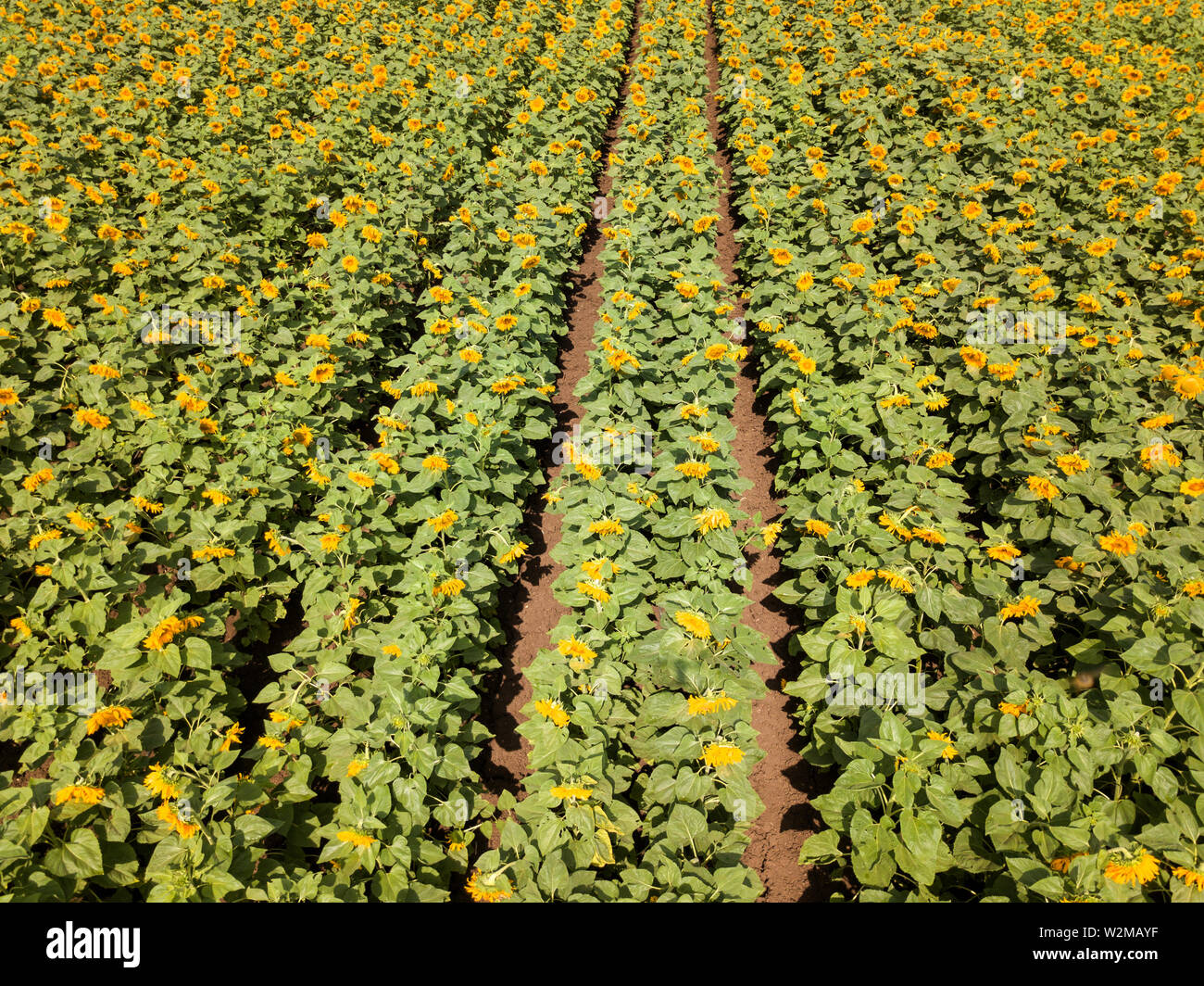 Yellow sunflower field hi-res stock photography and images - Alamy
