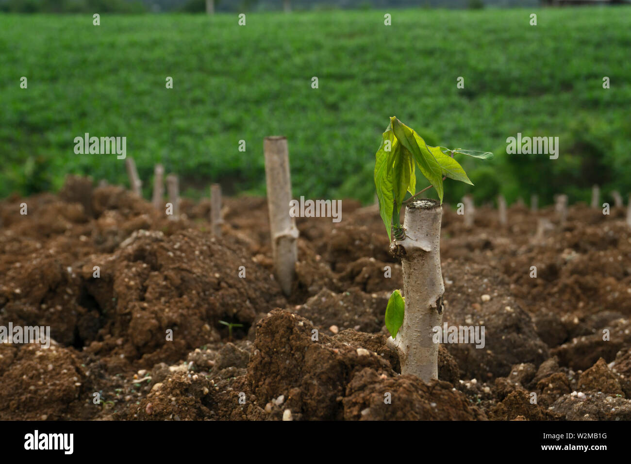 Cassava stem cuttings, seedlings of cassava are grown after planting ...