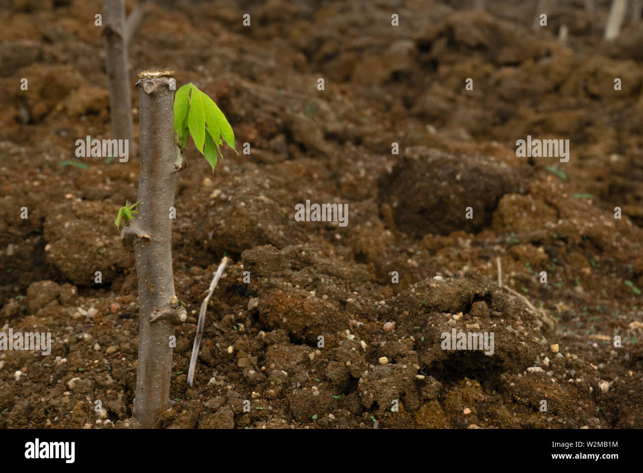 Stem cuttings hi-res stock photography and images - Alamy