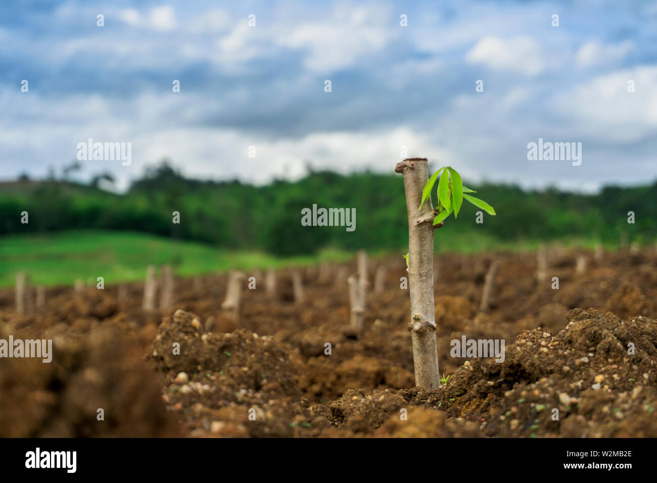 Cassava stem cuttings, seedlings of cassava are grown after planting ...