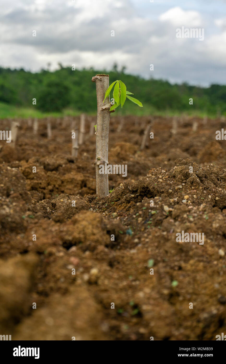 Cassava stem cuttings, seedlings of cassava are grown after planting ...