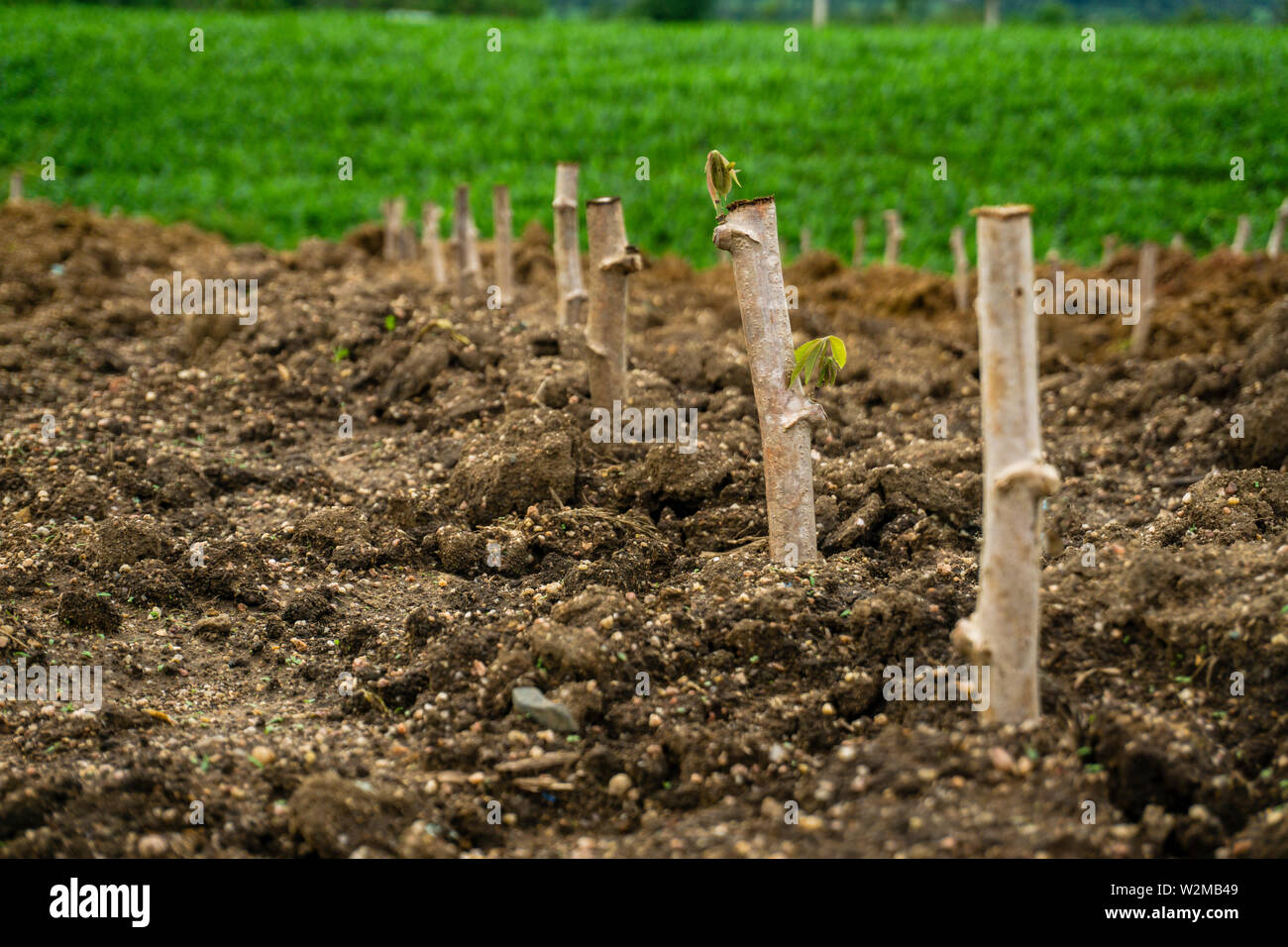 Cassava stem cuttings, seedlings of cassava are grown after planting ...
