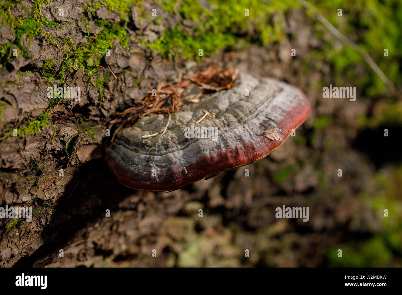 Large tree trunk parasitic plants hi-res stock photography and images ...