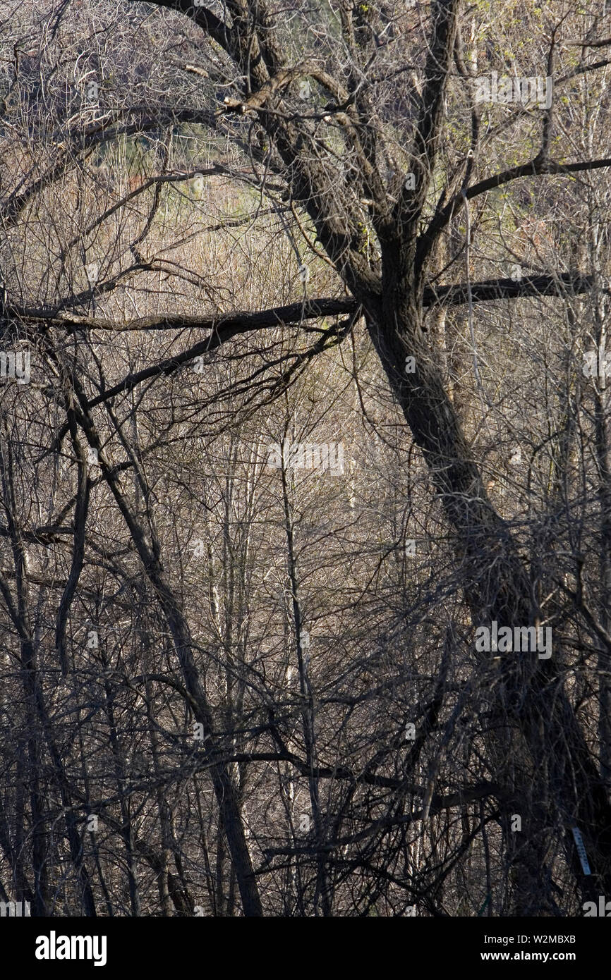 Overhead Tree Branches High Resolution Stock Photography and Images - Alamy