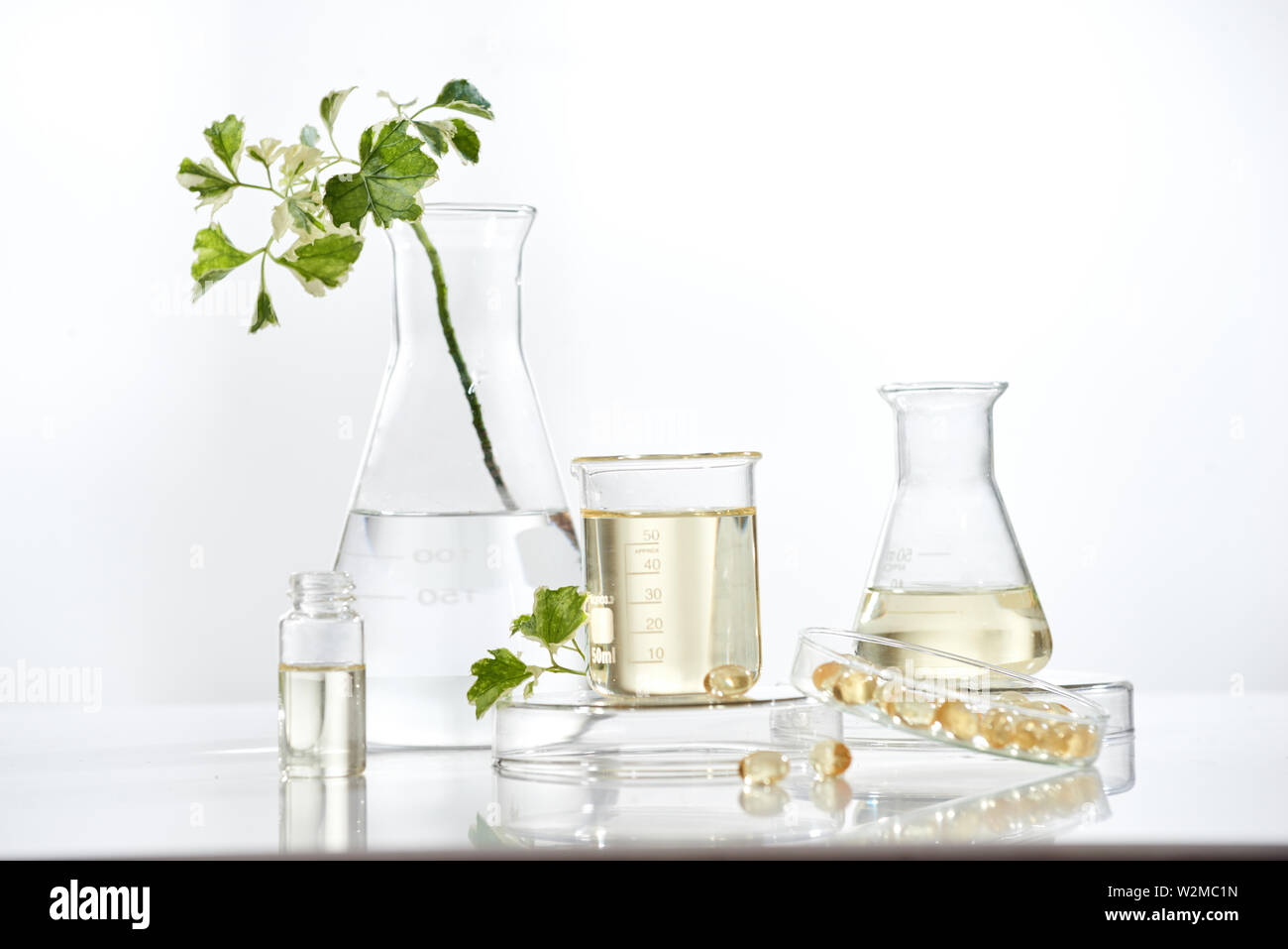 the scientist or doctor make herbal medicine from herb in the ...