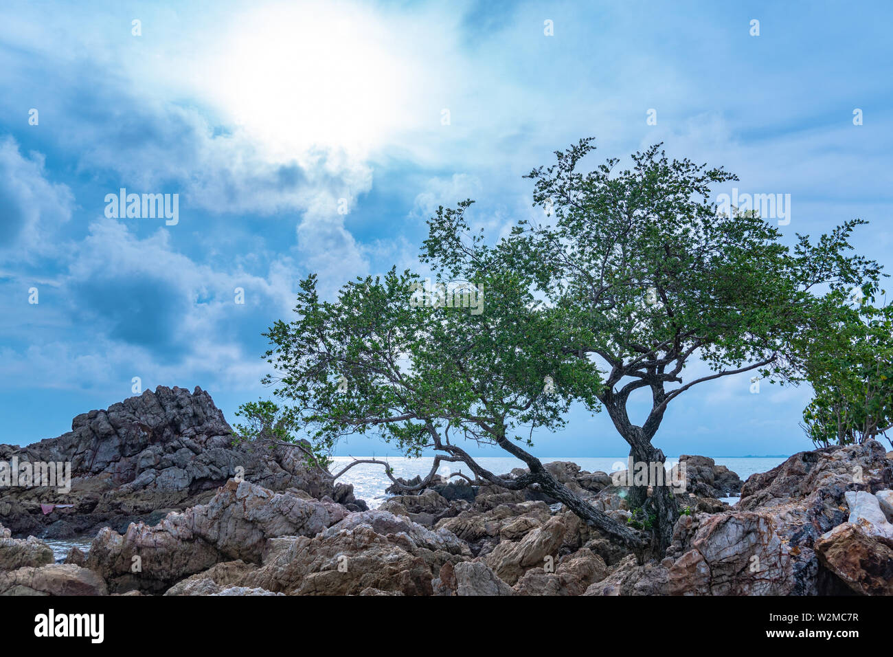 a tree was born on the rocks beside the beach full of rock Stock Photo ...