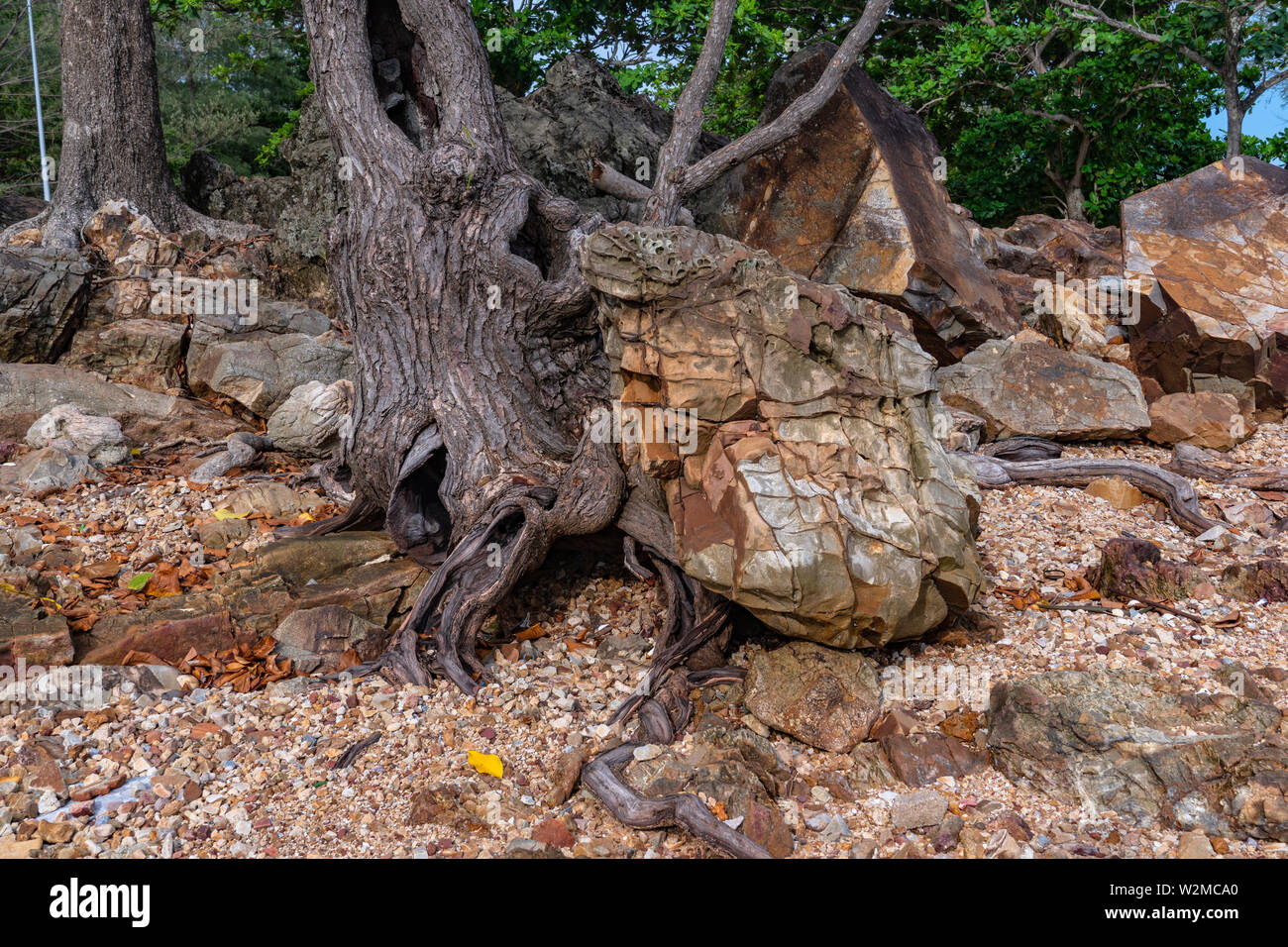 a tree was born on the rocks beside the beach full of rock Stock Photo ...