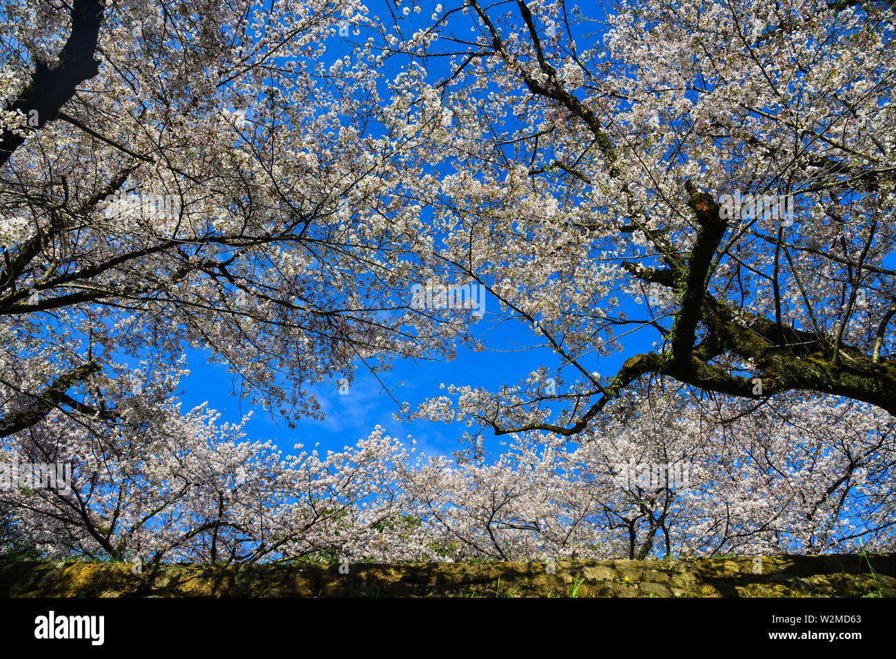 Cherry blossom (hanami) in Kyoto, Japan. Cherry blossom festivals are ...