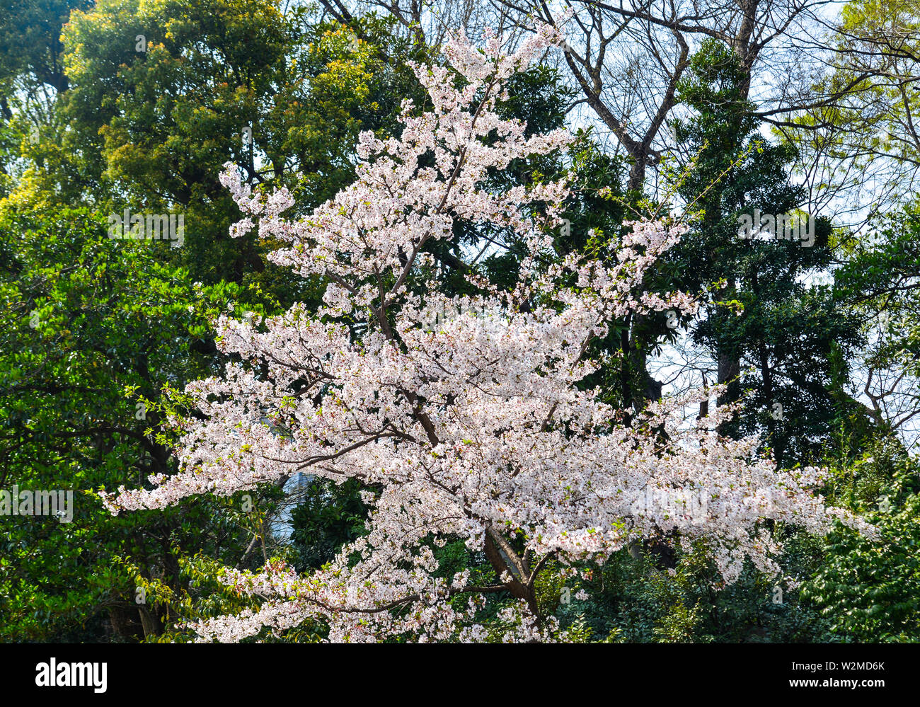 Cherry blossom (hanami) in Kyoto, Japan. Cherry blossom festivals are ...