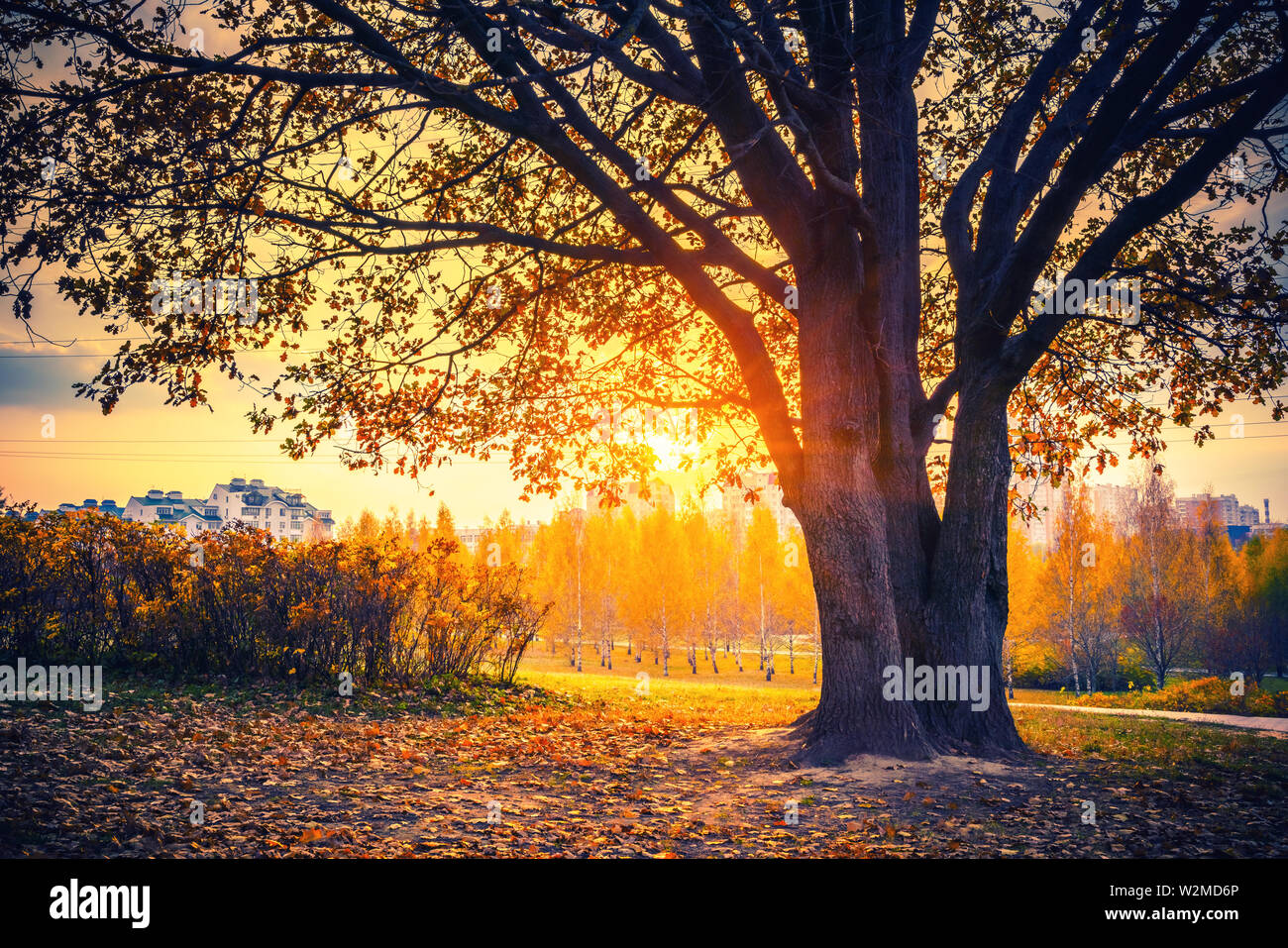 Oak tree in autumn hi-res stock photography and images - Alamy