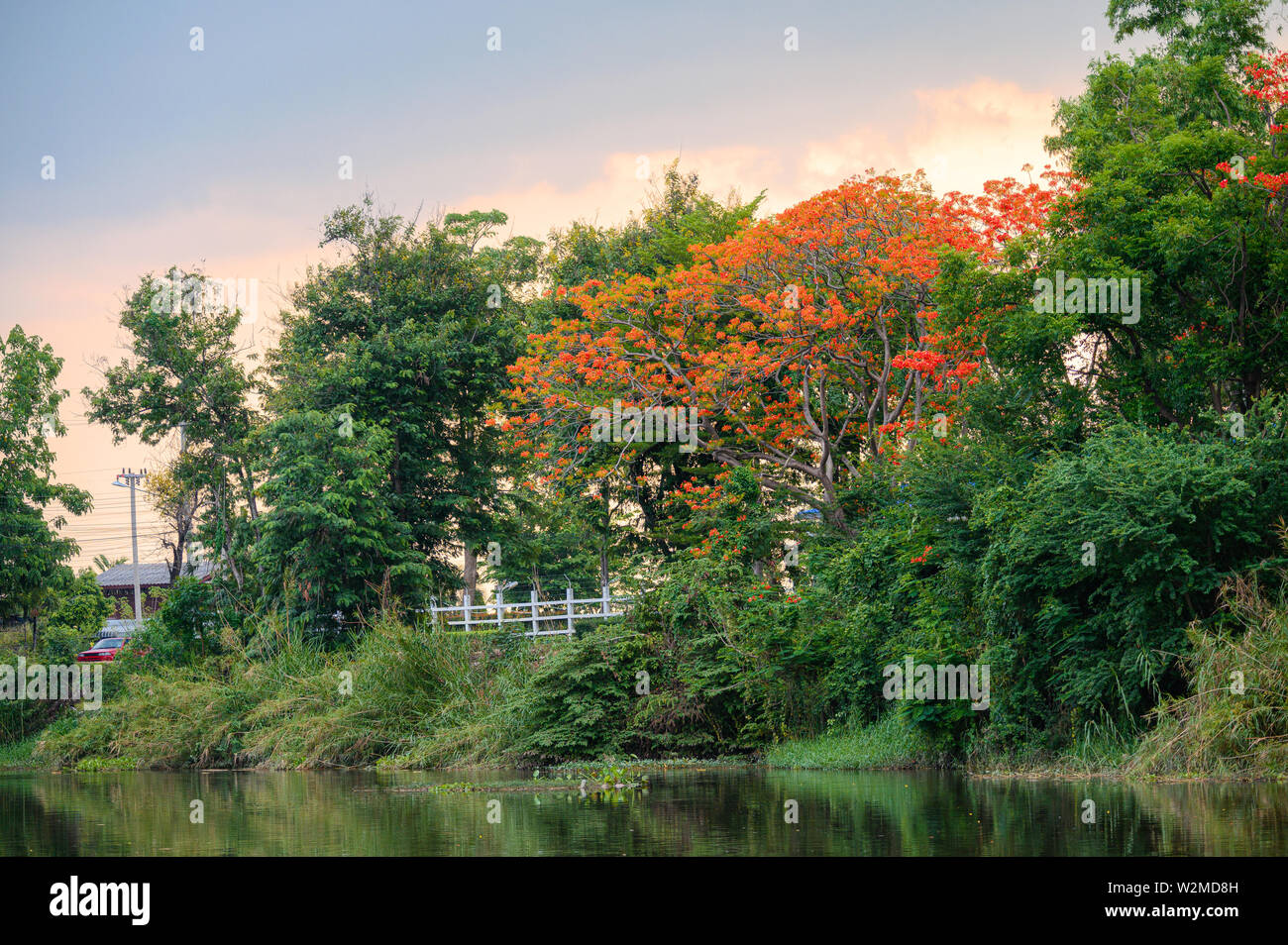 Mauritius flamboyant tree flame tree hi-res stock photography and ...