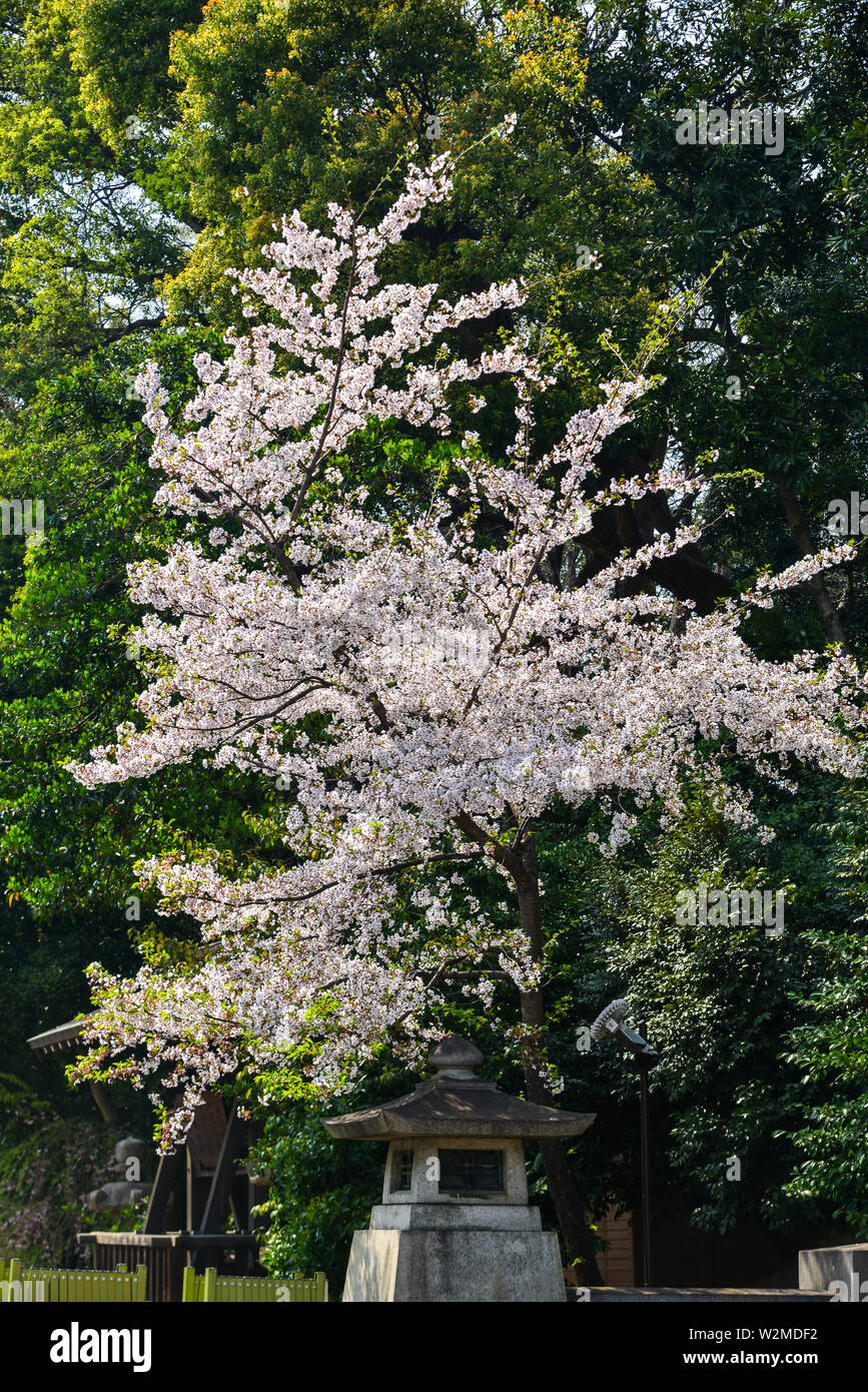 Cherry blossom (hanami) in Kyoto, Japan. Cherry blossom festivals are ...