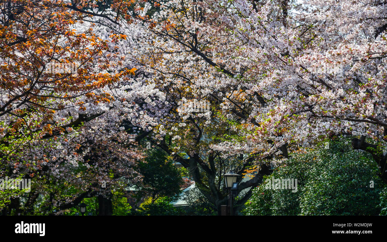 Cherry blossom (hanami) in Kyoto, Japan. Cherry blossom festivals are ...