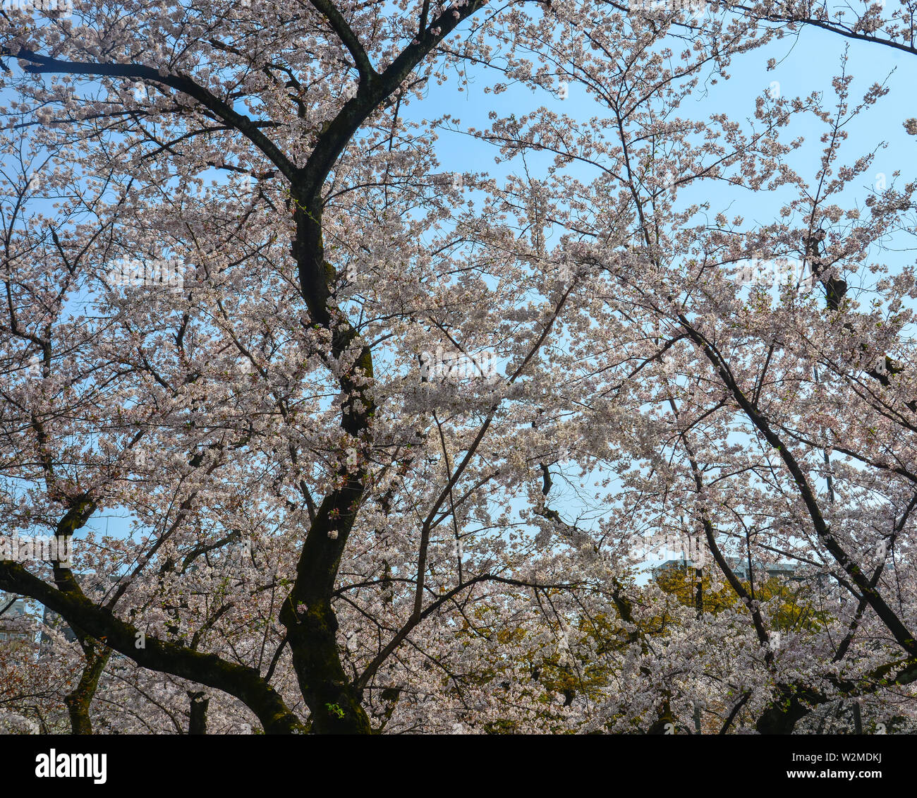 Cherry blossom (hanami) in Kyoto, Japan. Cherry blossom festivals are ...