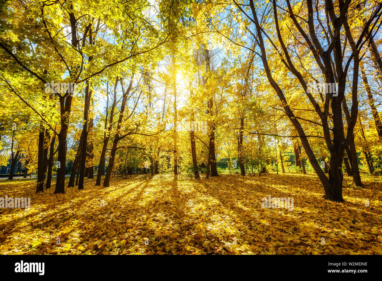 Sunny autumn in the park Stock Photo - Alamy
