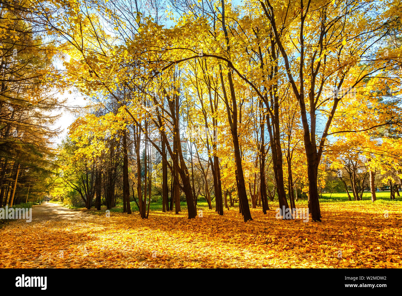 Sunny autumn in the park Stock Photo - Alamy