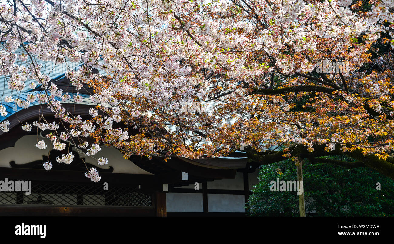 Cherry blossom (hanami) in Kyoto, Japan. Cherry blossom festivals are ...