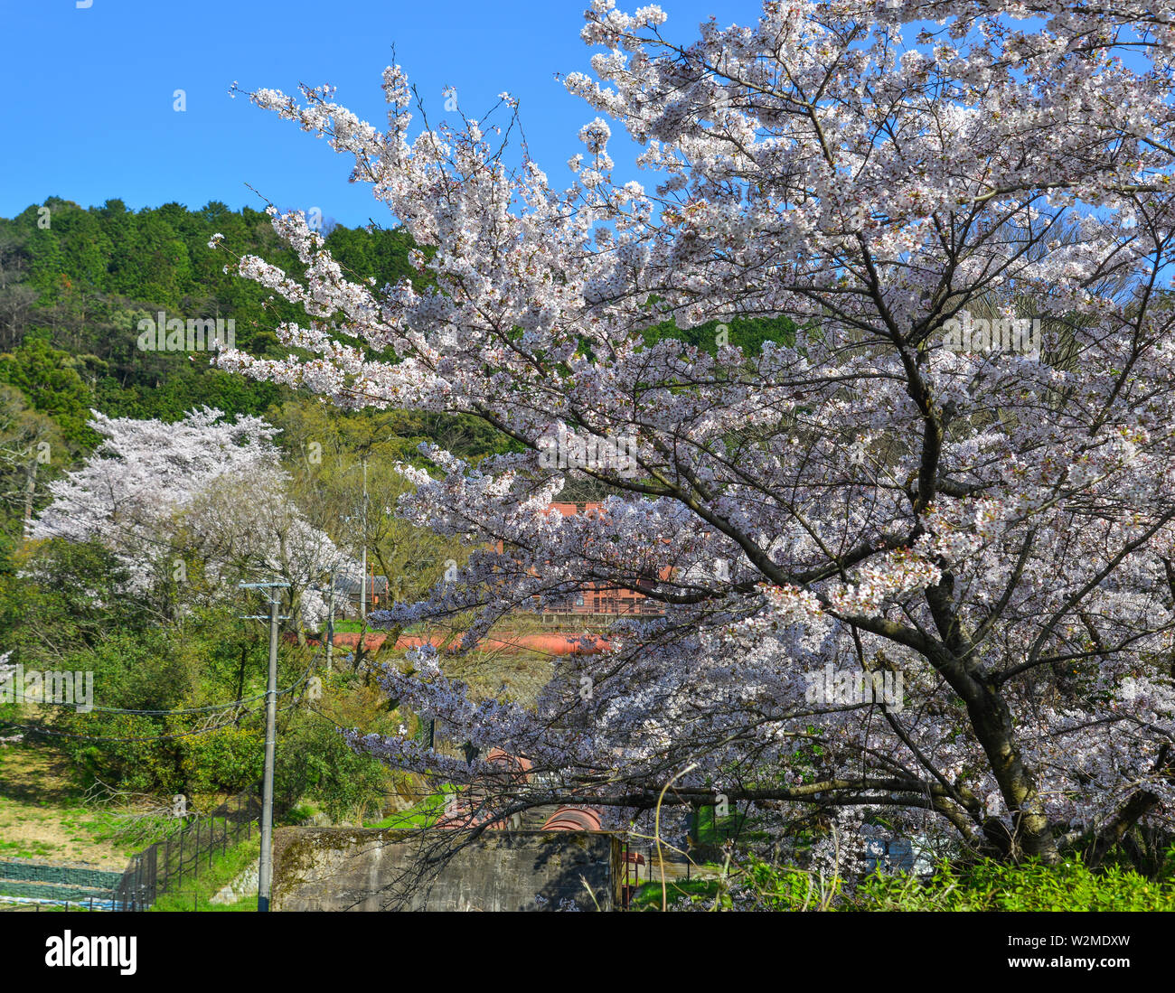Cherry blossom (hanami) in Kyoto, Japan. Cherry blossom festivals are ...