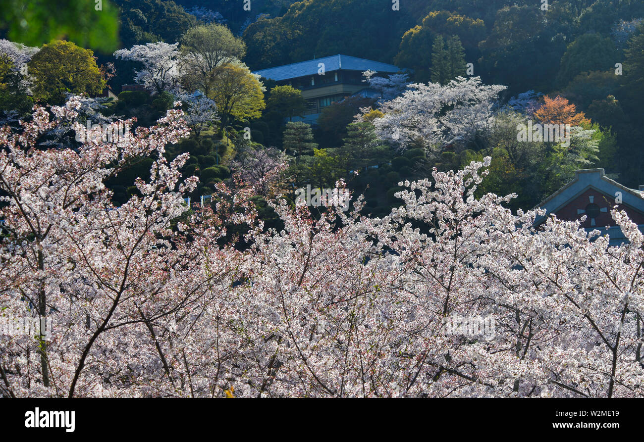 Cherry blossom (hanami) in Kyoto, Japan. Cherry blossom festivals are ...