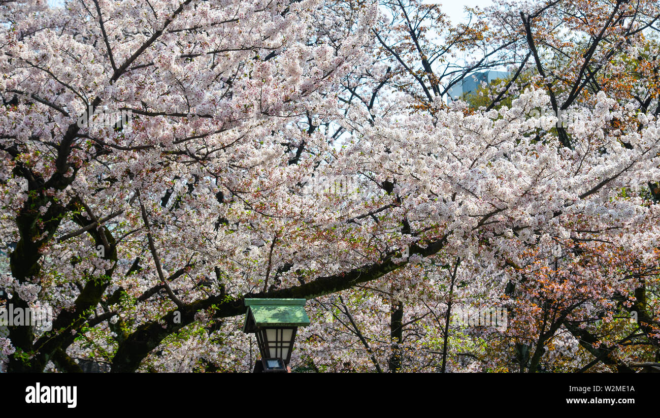 Cherry blossom (hanami) in Kyoto, Japan. Cherry blossom festivals are ...