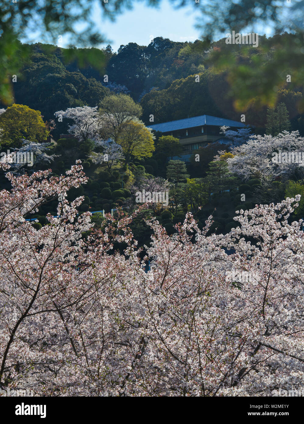 Cherry blossom (hanami) in Kyoto, Japan. Cherry blossom festivals are ...