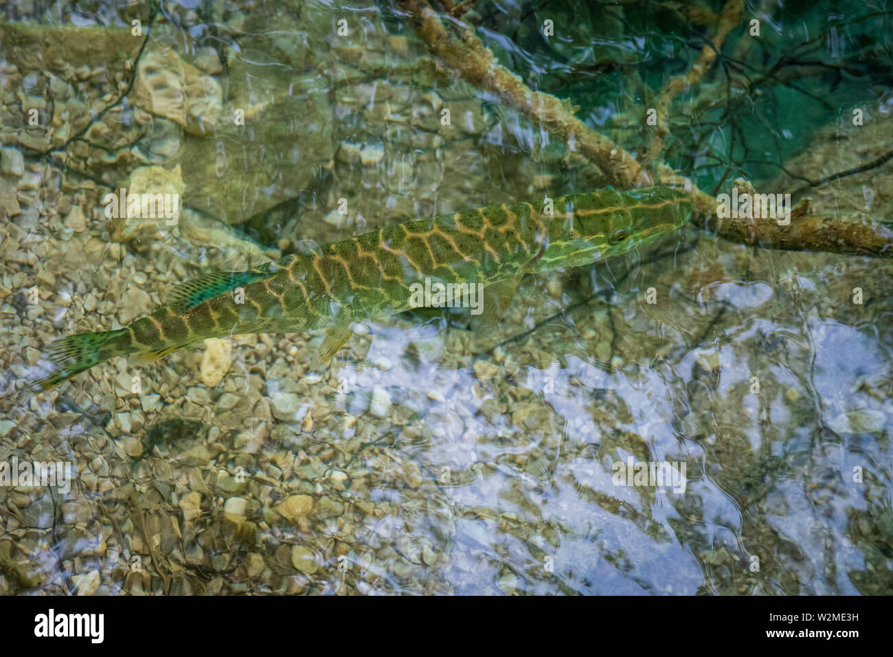 Pickerel fish hi-res stock photography and images - Alamy